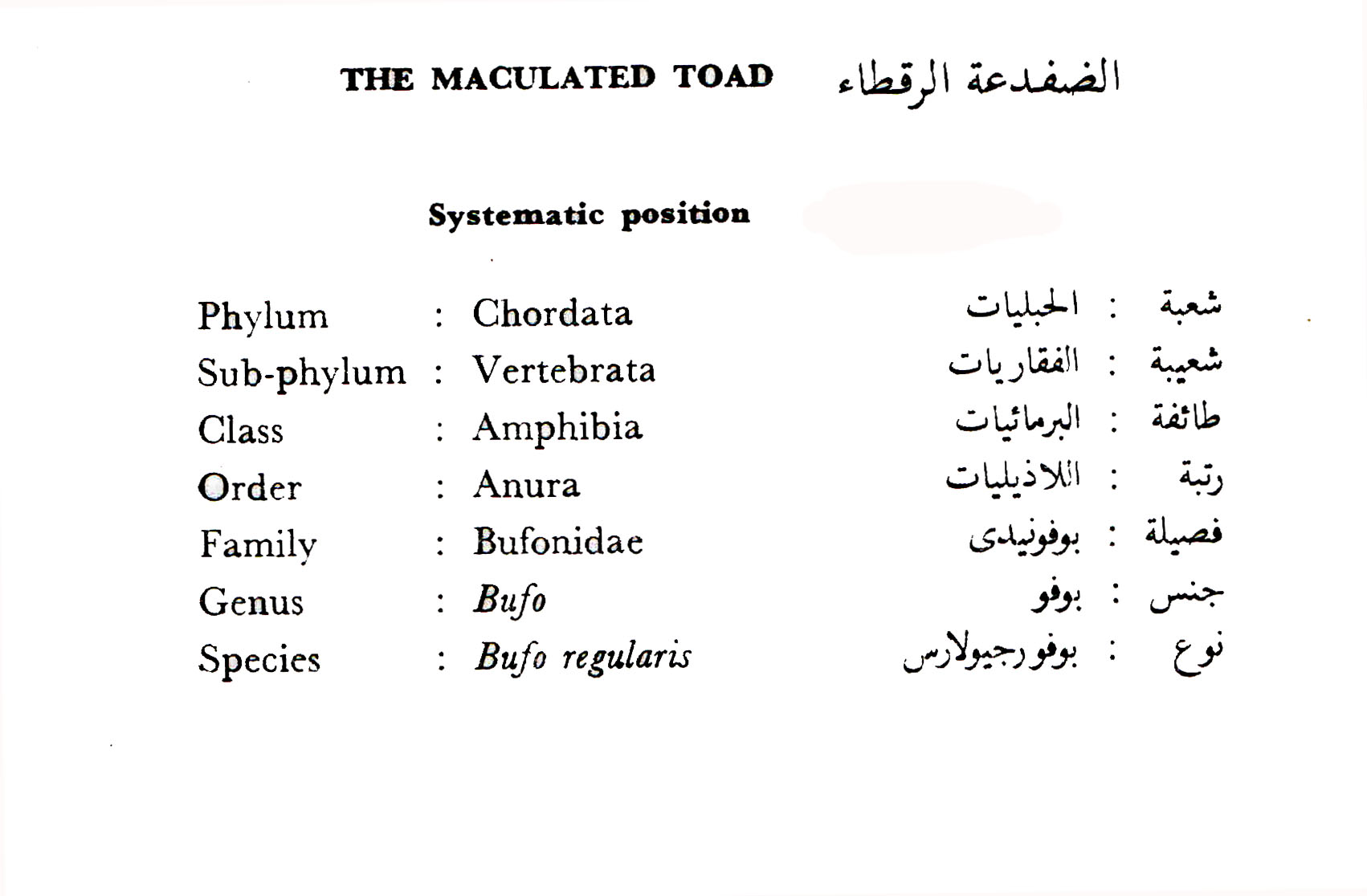 الوضع التقسيمي للضفدعة المصرية الرقطاء Scientific classification of The ...